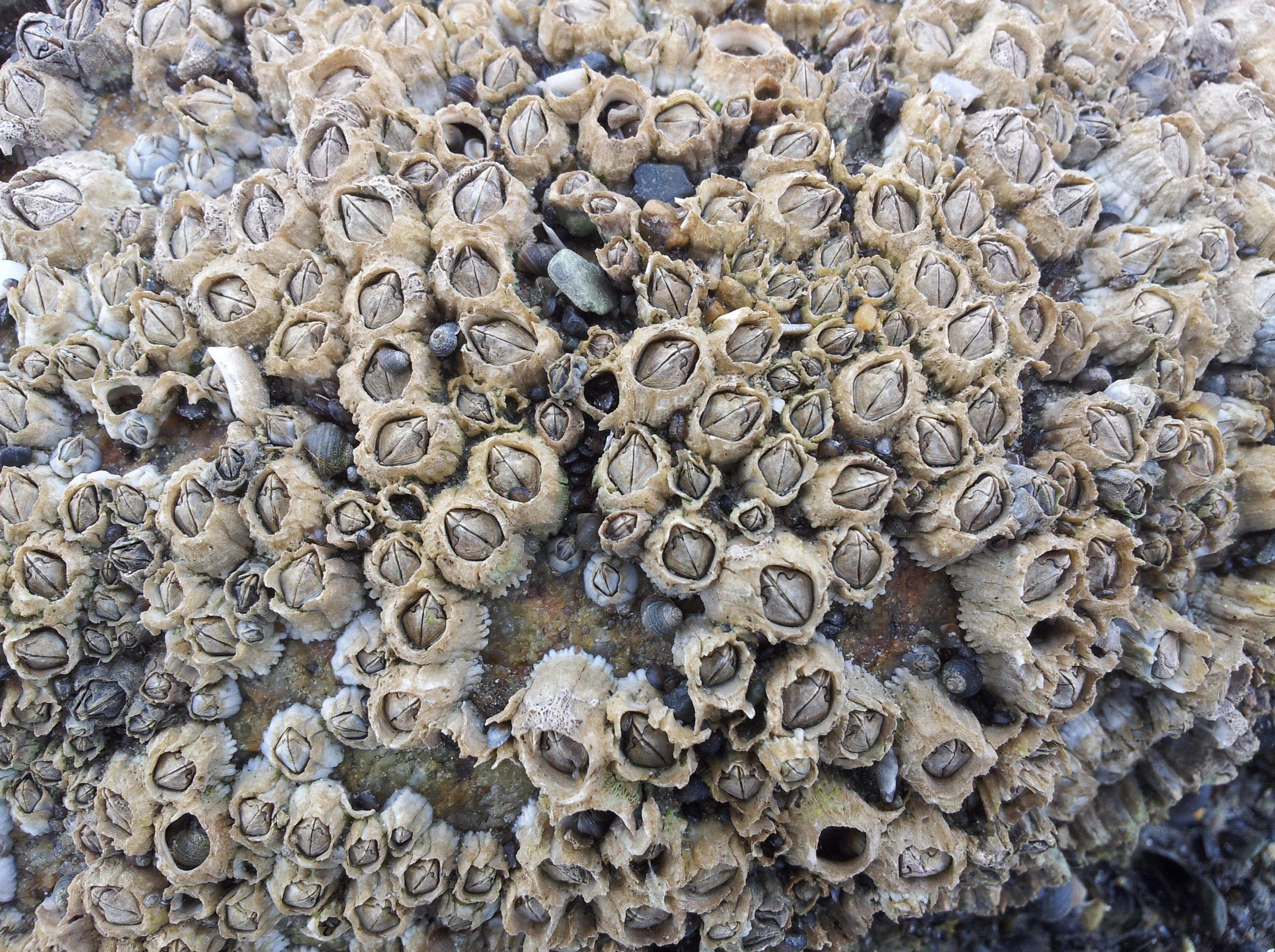 14 Animals That Will Trigger Your Trypophobia (Photos)