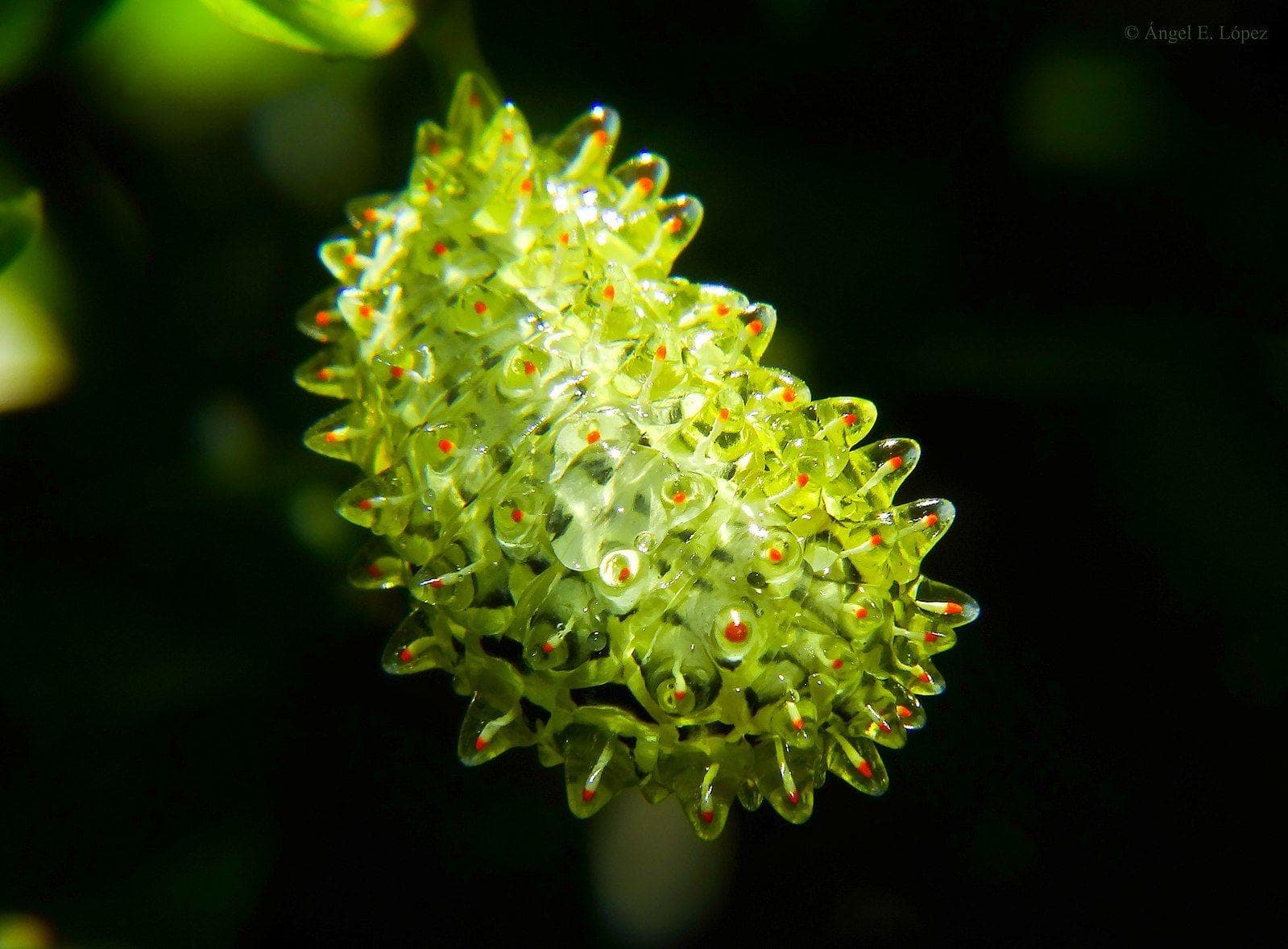 13 Animals That Will Trigger Your Trypophobia (Photos)