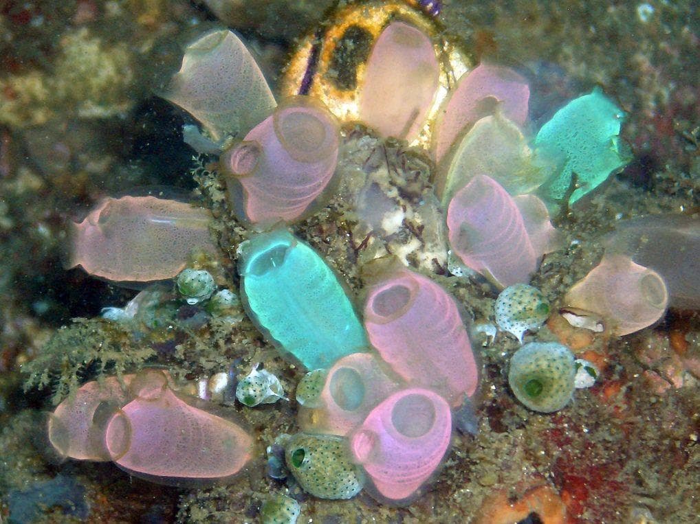 20 Stunningly Beautiful Pics Of Sea Squirts
