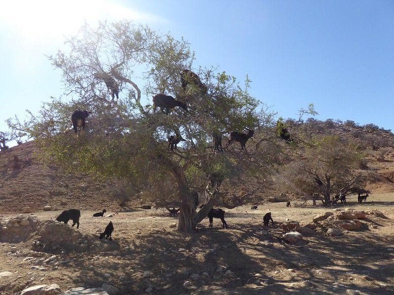 Epic Pictures Of Goats In Trees