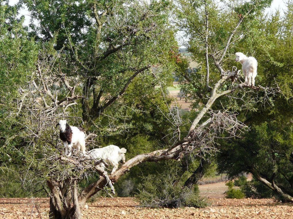 14 Epic Pictures Of Goats In Trees