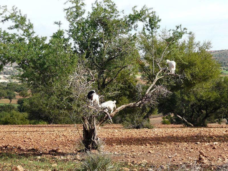 Epic Pictures Of Goats In Trees