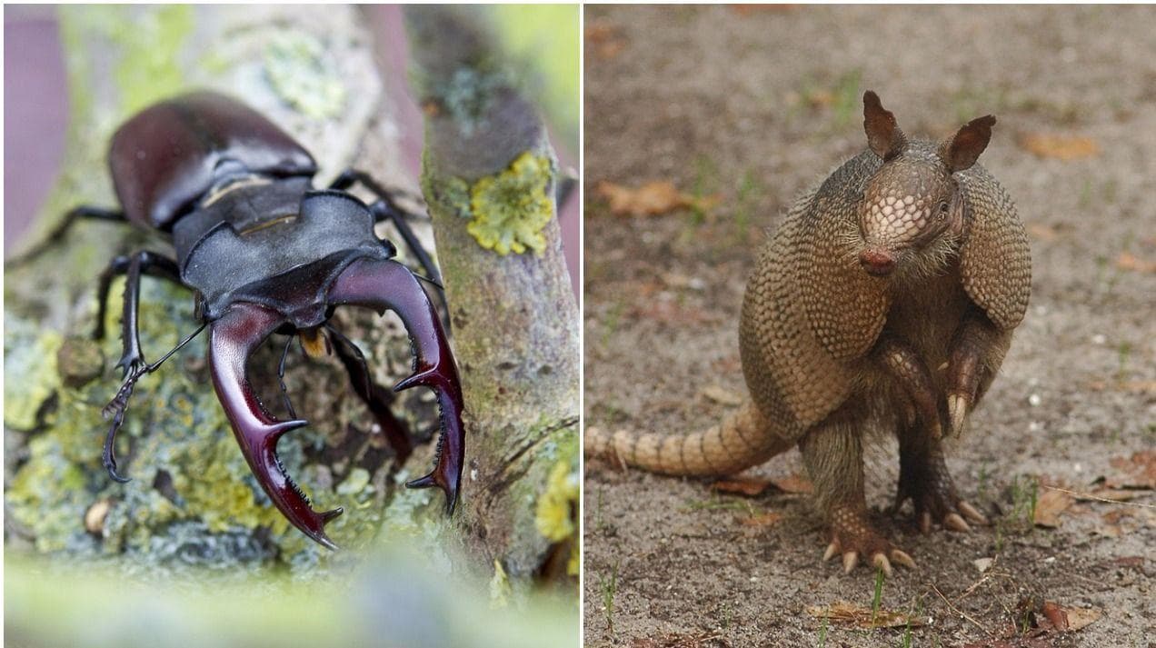 Scales, Spikes, And Armor: The Best Defenses Of The Animal Kingdom