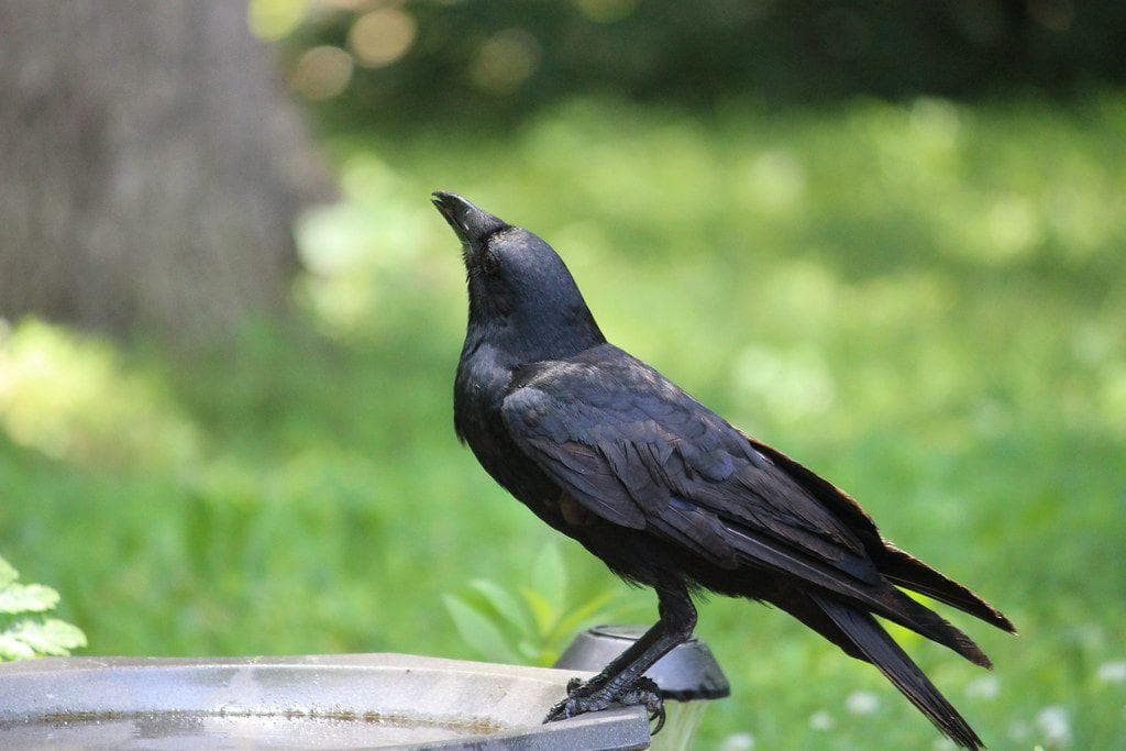 Crows Do Not Forget And Definitely Don't Forgive - Welcome To Crow Court