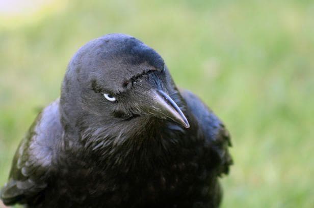 Crows Do Not Forget And Definitely Don't Forgive - Welcome To Crow Court
