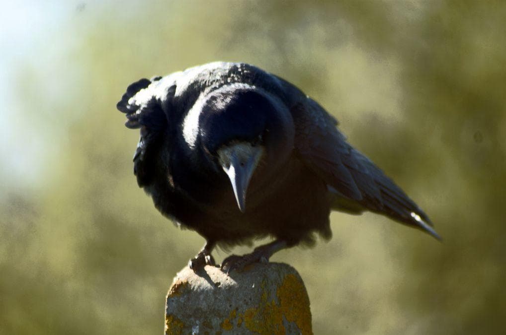 Crows Do Not Forget And Definitely Don't Forgive - Welcome To Crow Court