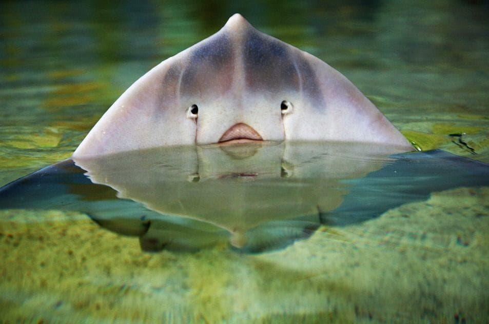 13 Photos Of Animals With Eerily Human Physical Characteristics