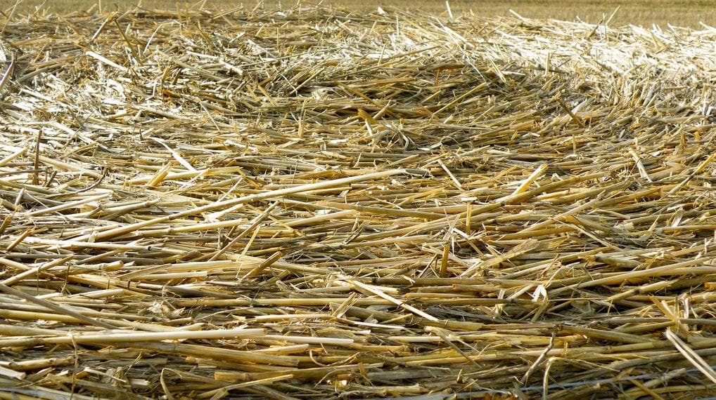 14 Things You Never Knew About Flagellants In The Dark Ages