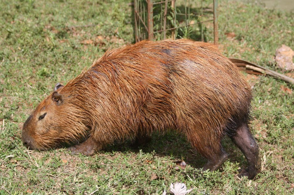16 Magical Facts About the Life of the Capybara