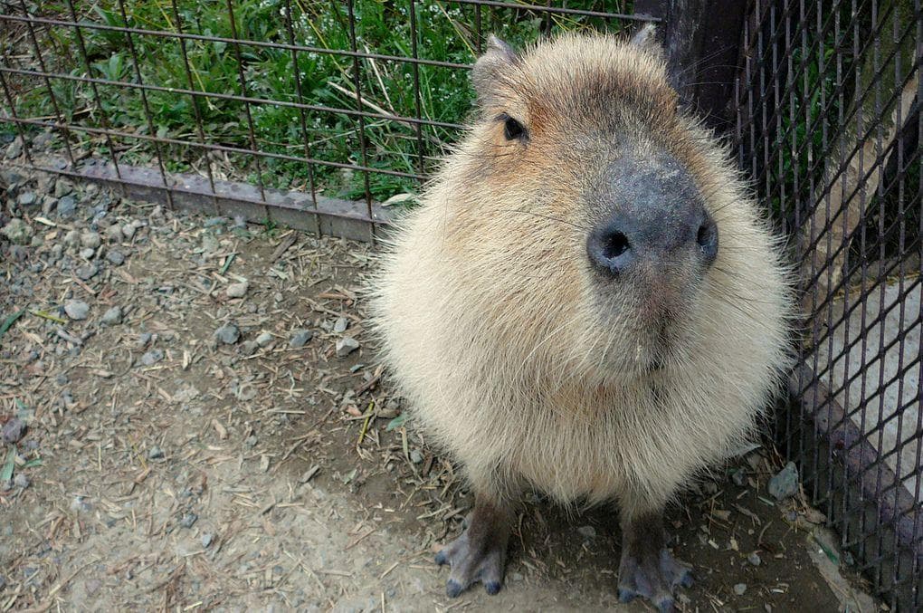 16 Magical Facts About the Life of the Capybara