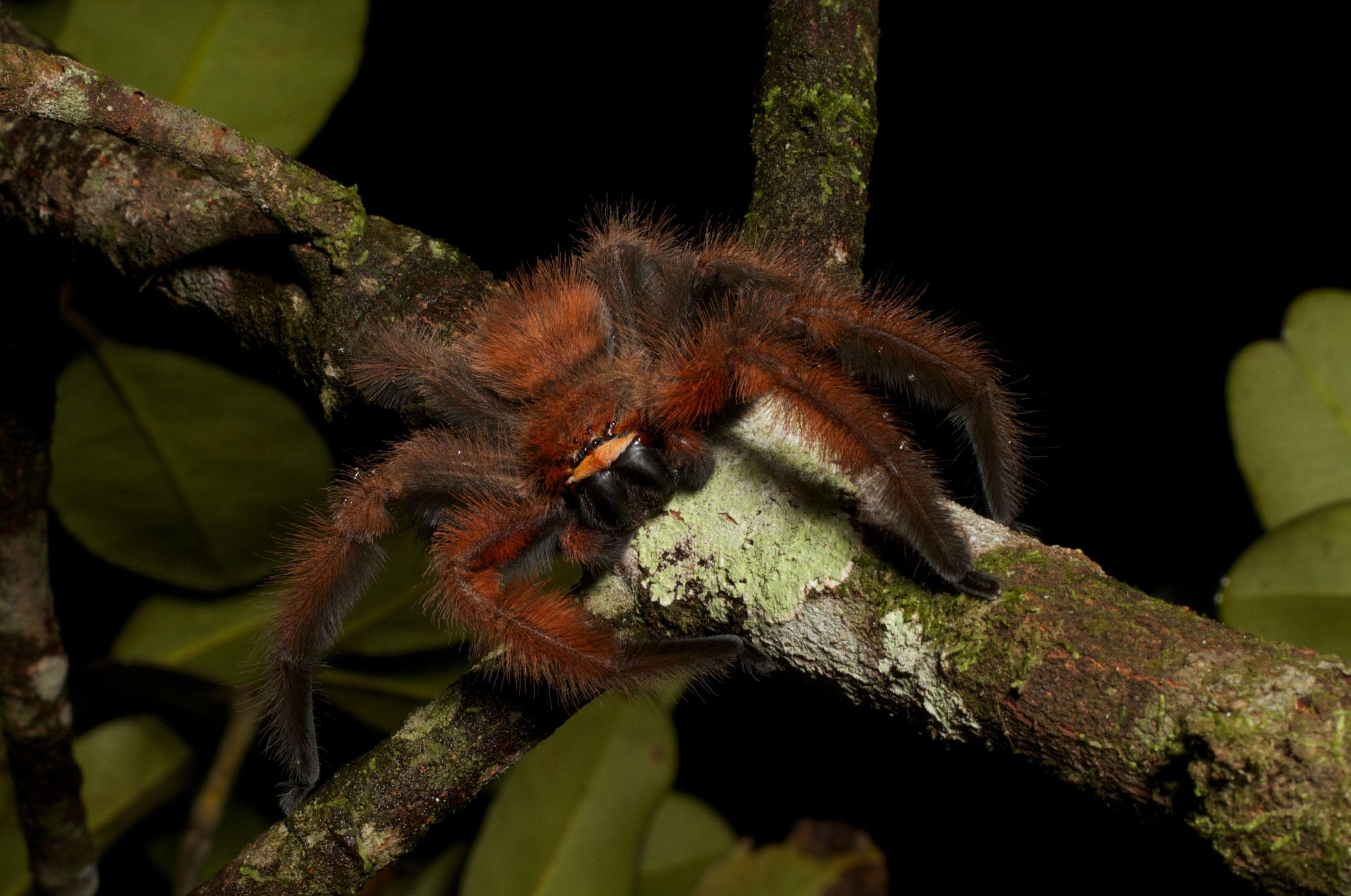 Things Most People Don't Know About Tarantulas