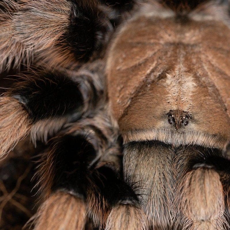 12 Facts About The Goliath Birdeater, An Unexpectedly Gentle Giant