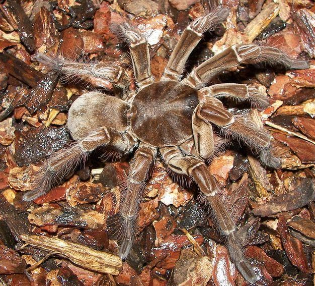 12 Facts About The Goliath Birdeater, An Unexpectedly Gentle Giant
