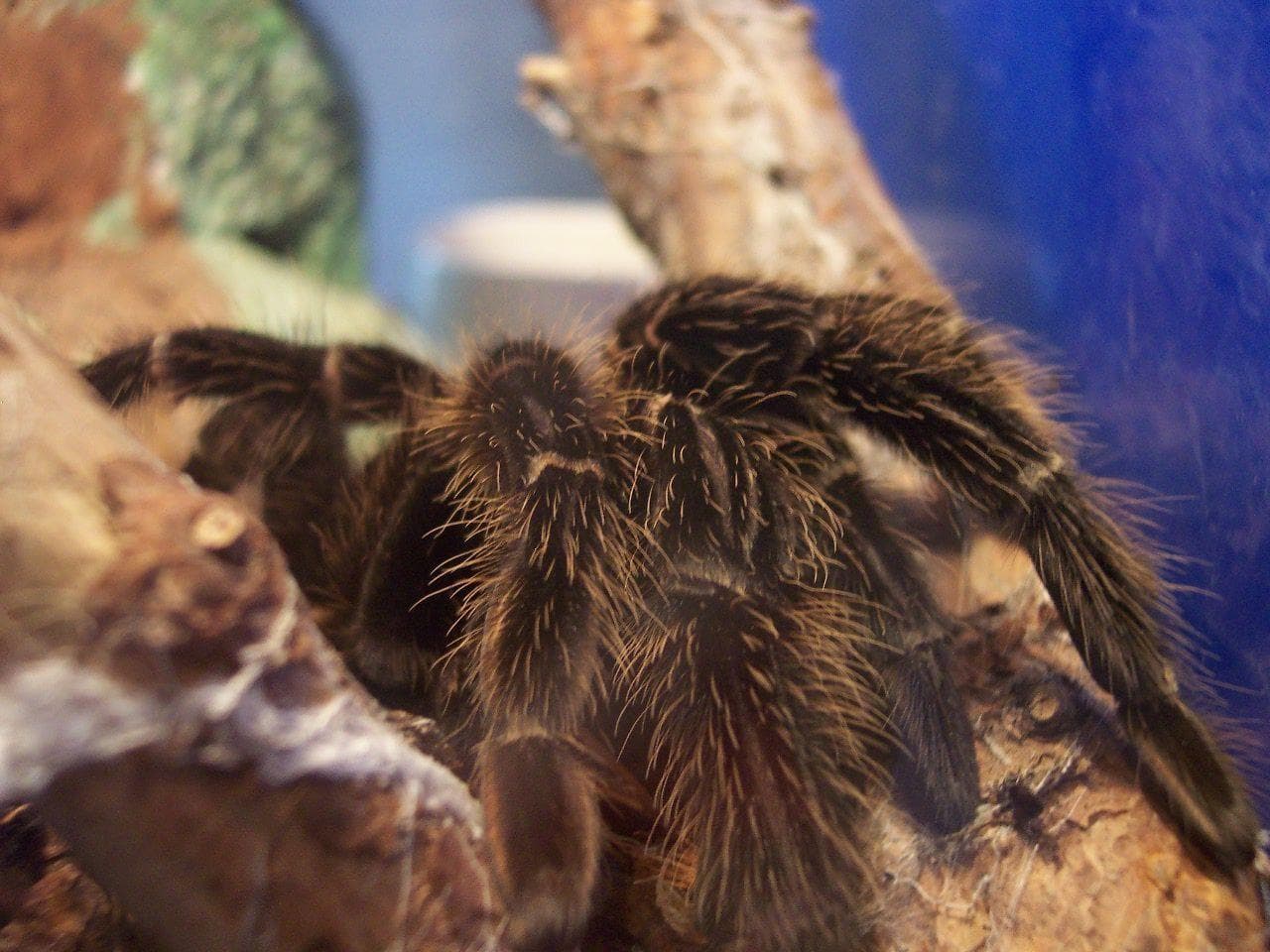 12 Facts About The Goliath Birdeater, An Unexpectedly Gentle Giant
