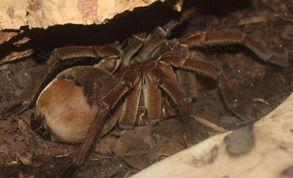 12 Facts About The Goliath Birdeater, An Unexpectedly Gentle Giant