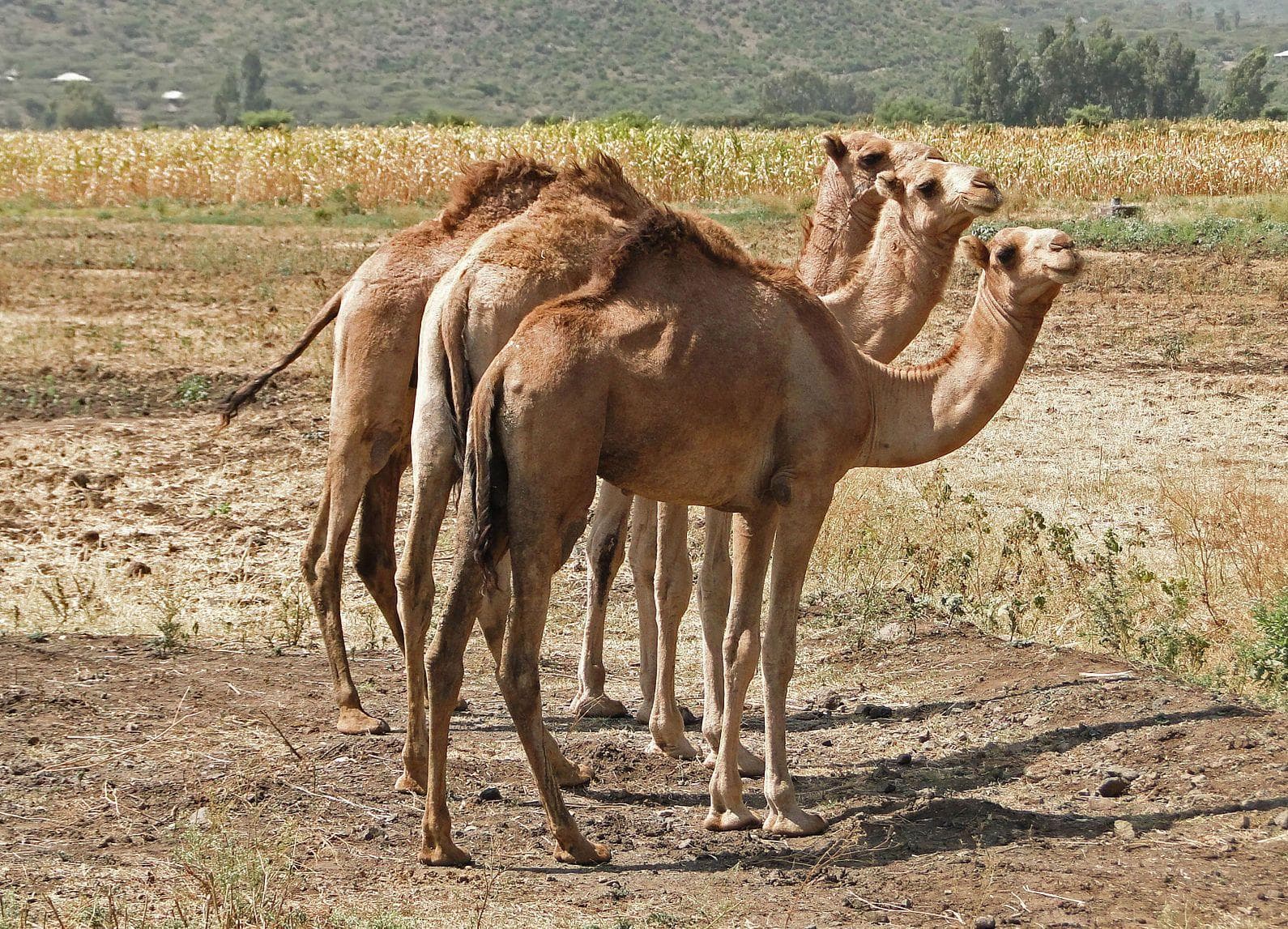 The Surprising Story Of America's Wild Camels In The Wild West