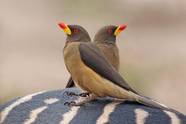 15 Vampiric Animals That Love Sucking Blood