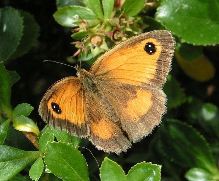 15 Vampiric Animals That Love Sucking Blood