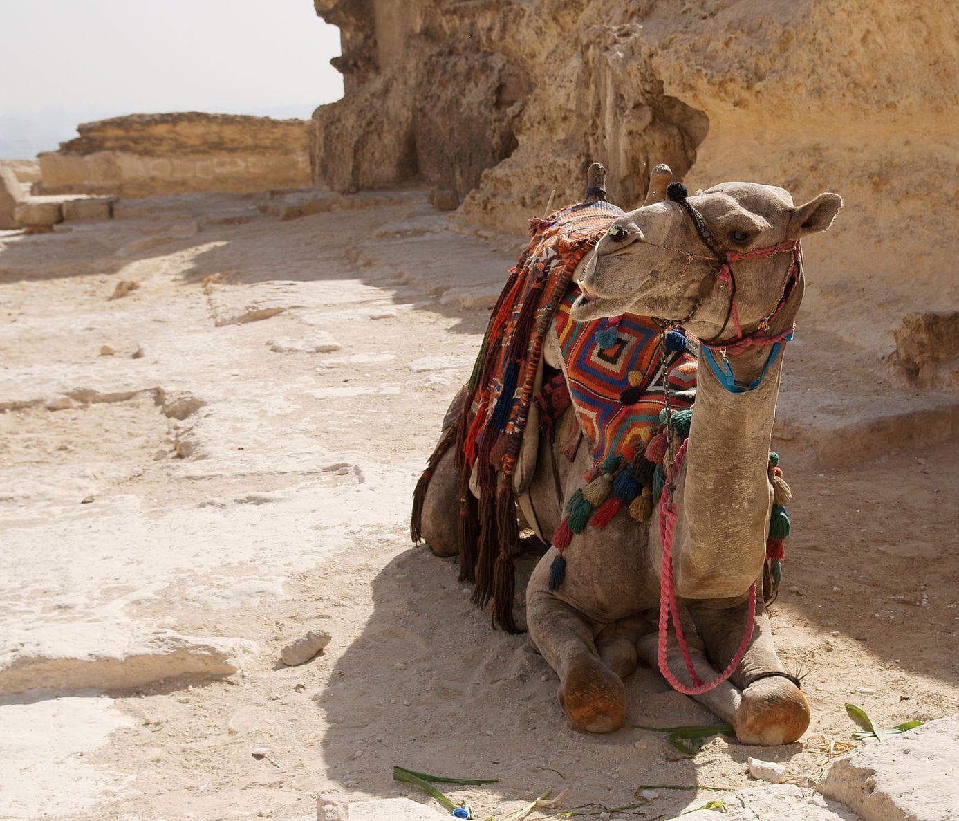 The Surprising Story Of America's Wild Camels In The Wild West