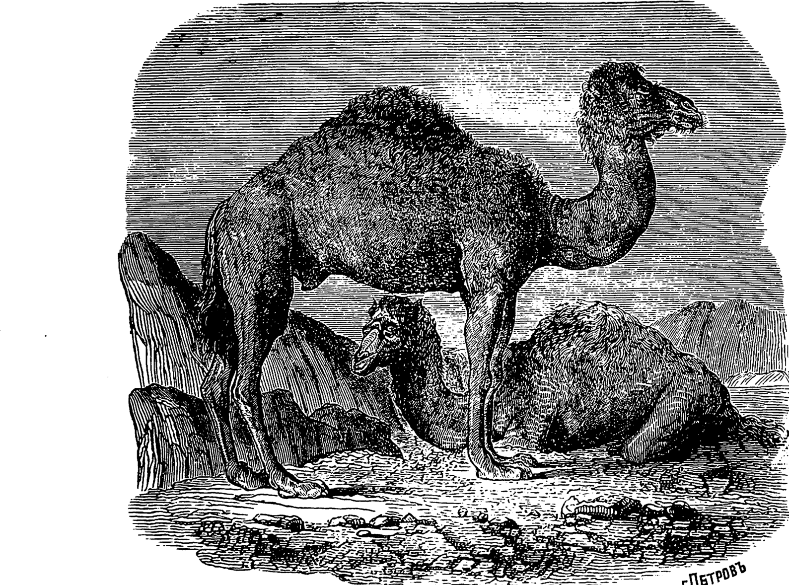 The Surprising Story Of America's Wild Camels In The Wild West