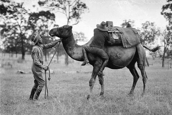 The Surprising Story Of America's Wild Camels In The Wild West