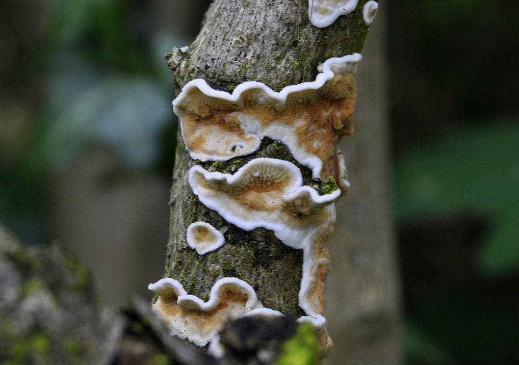 The Organisms That Eat Your Corpse, From Just After Death To The End