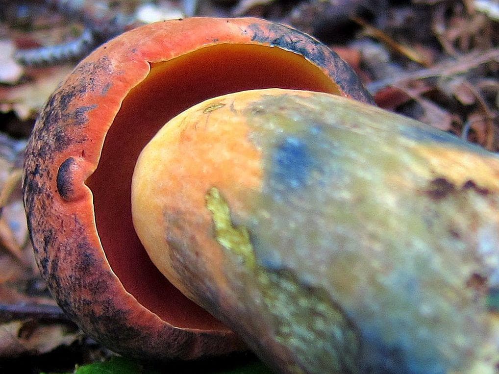 The Organisms That Eat Your Corpse, From Just After Death To The End