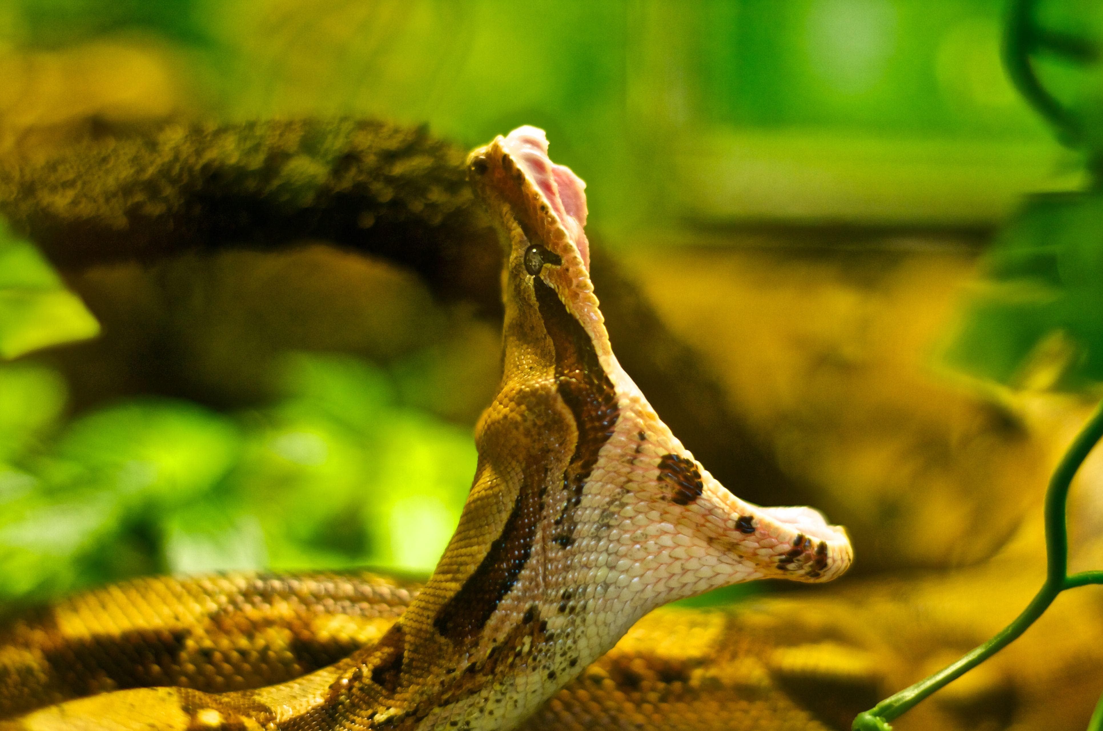 How Do Snakes Eat Such Big Meals: A Step By Step Process With Photos