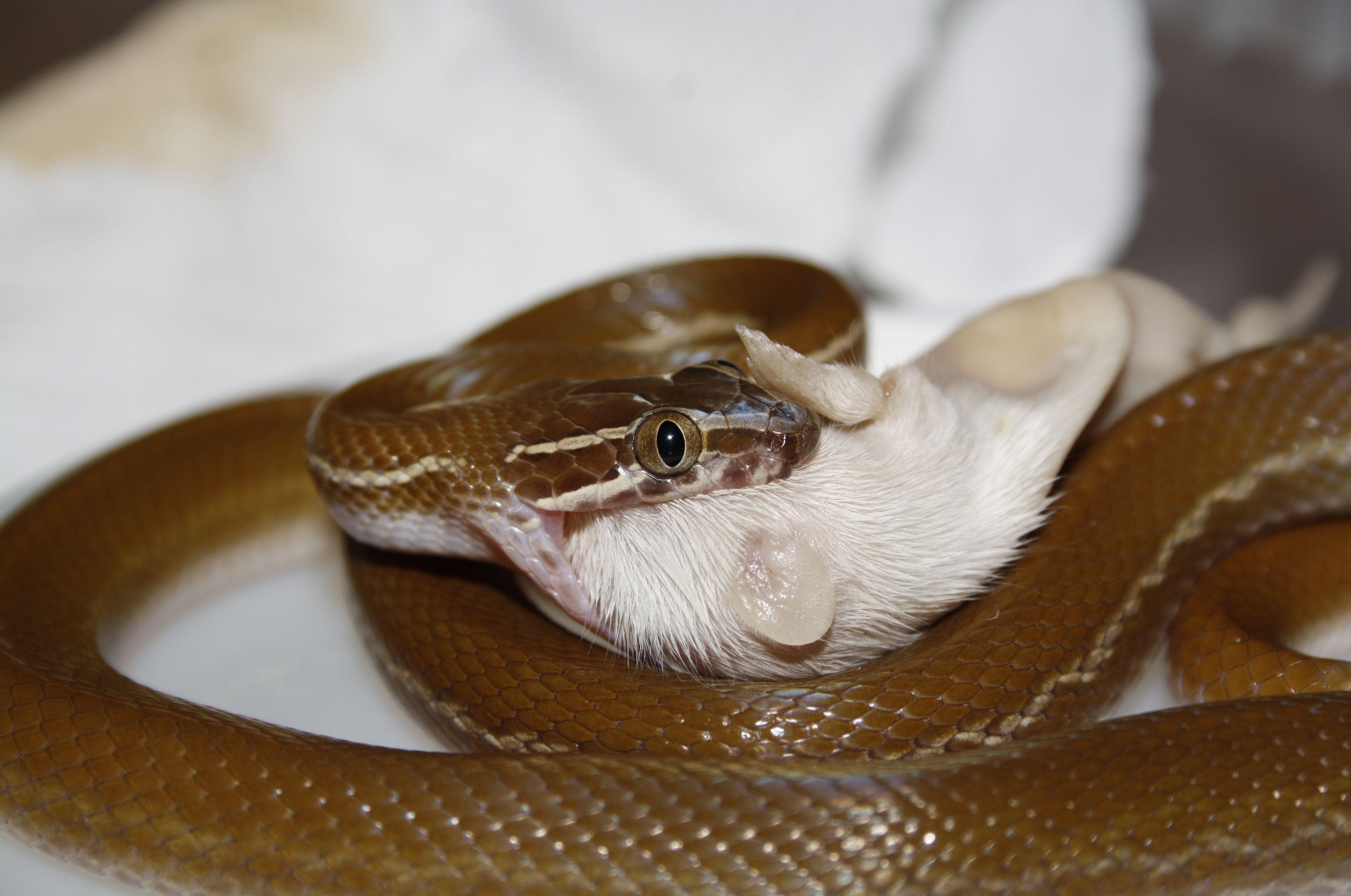 How Do Snakes Eat Such Big Meals: A Step By Step Process With Photos