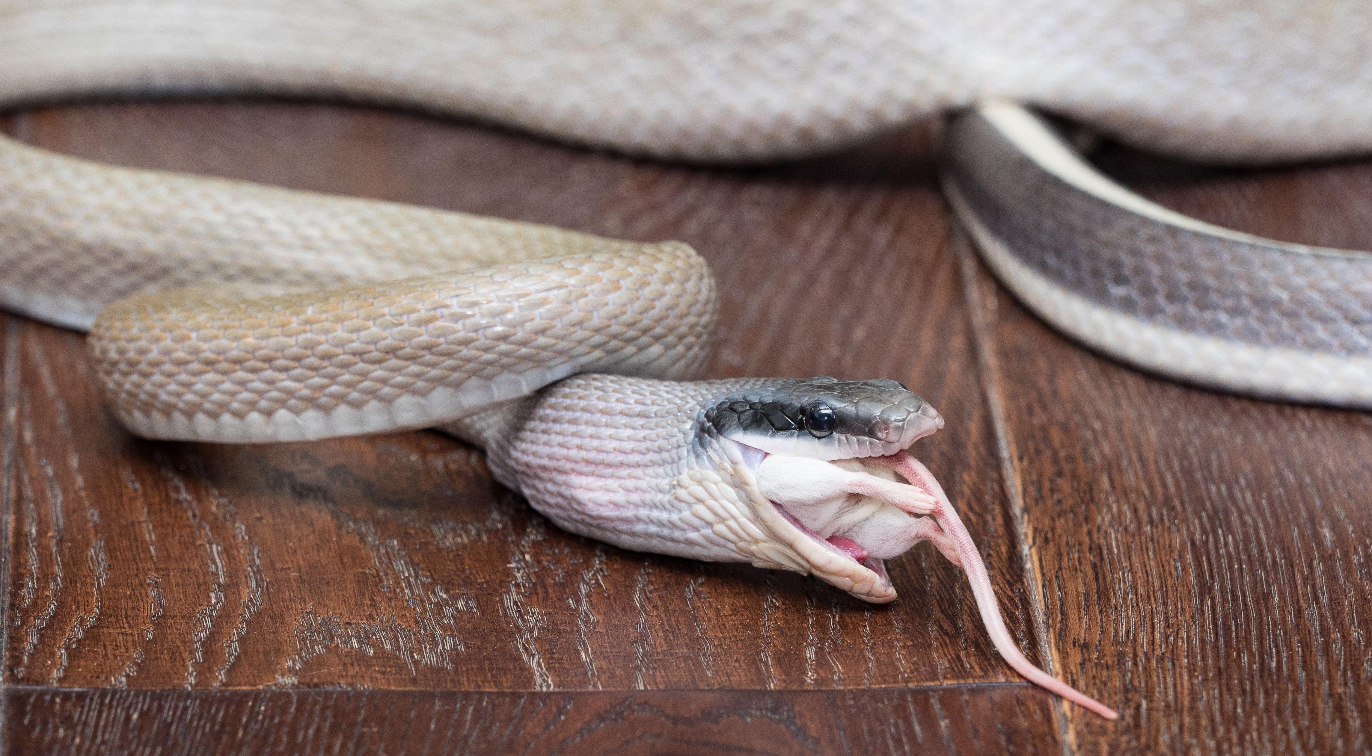How Do Snakes Eat Such Big Meals: A Step By Step Process With Photos