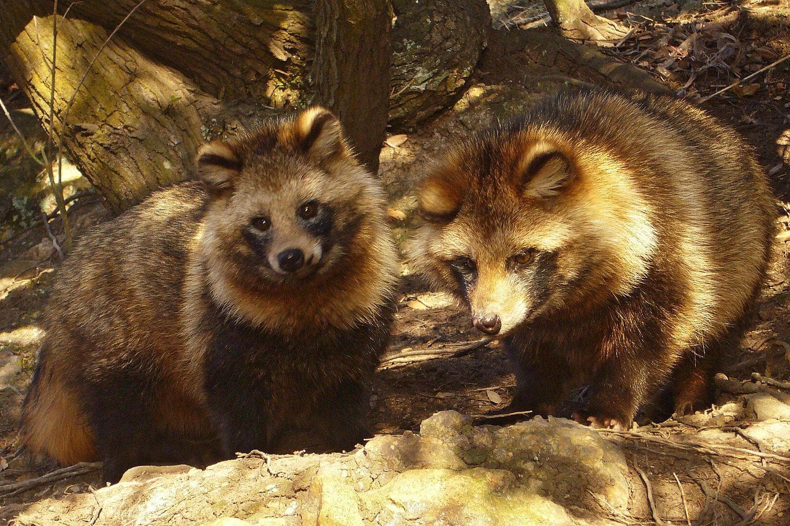 13 Crazy Facts About The Raccoon Dog