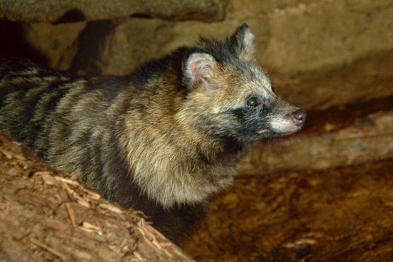 13 Crazy Facts About The Raccoon Dog