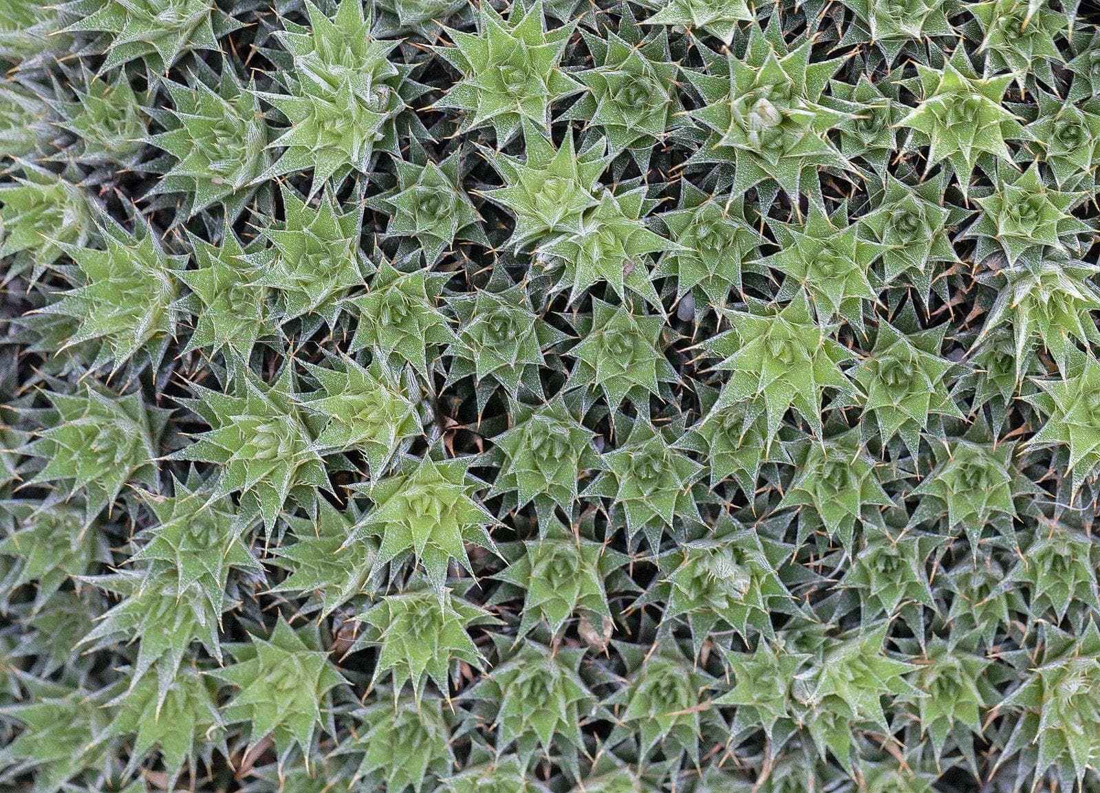 25 Psychedelic Succulents That Will Set Your Garden Apart