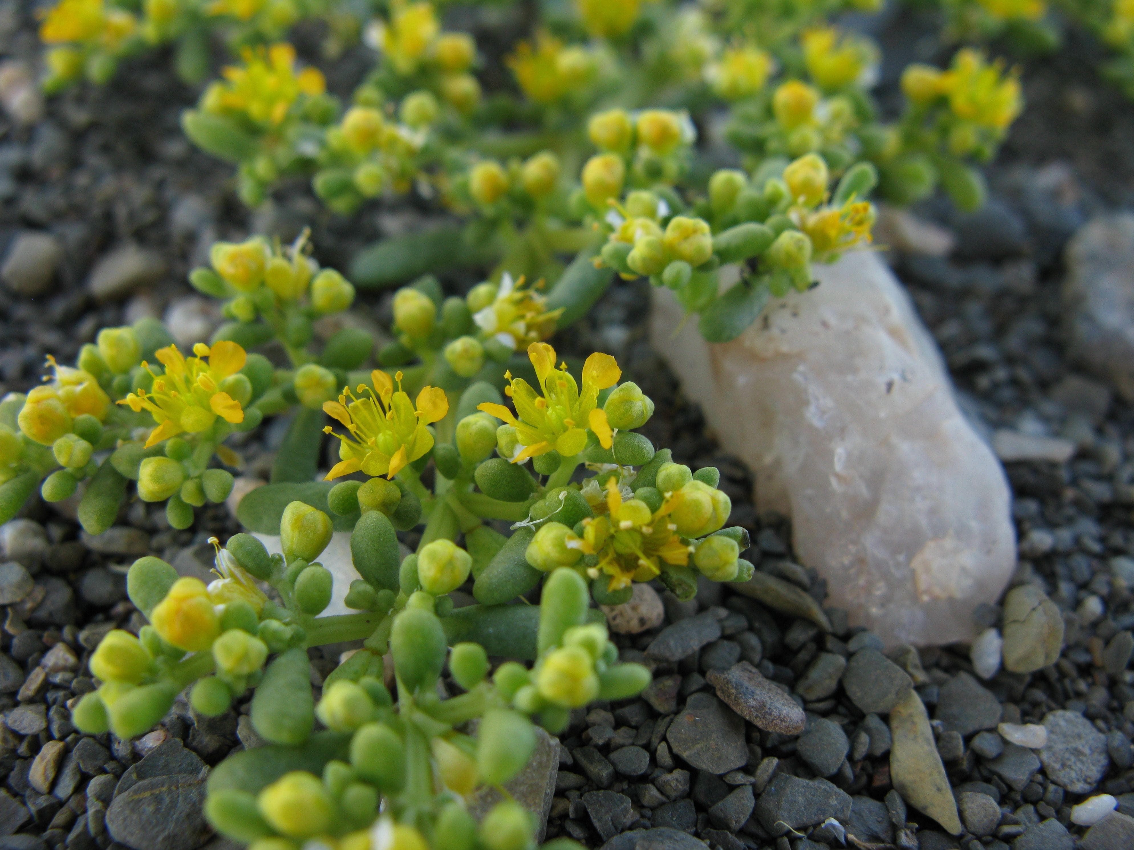 25 Psychedelic Succulents That Will Set Your Garden Apart