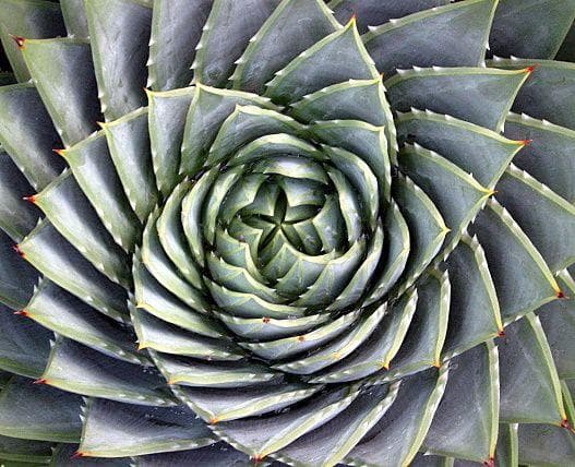 25 Psychedelic Succulents That Will Set Your Garden Apart