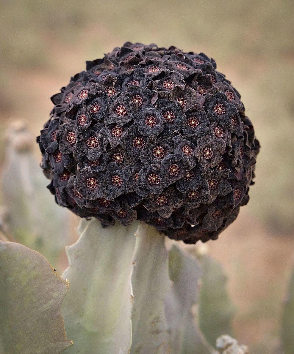 25 Psychedelic Succulents That Will Set Your Garden Apart