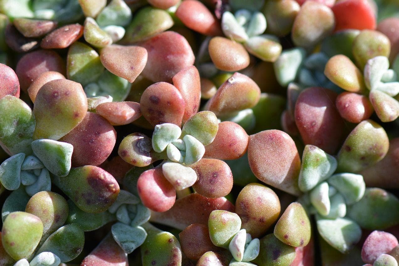 25 Psychedelic Succulents That Will Set Your Garden Apart