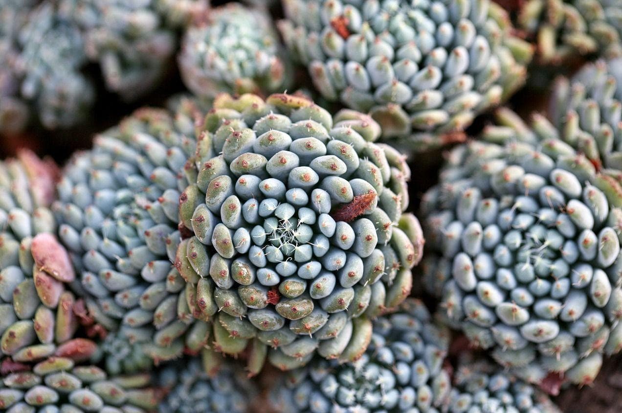 25 Psychedelic Succulents That Will Set Your Garden Apart