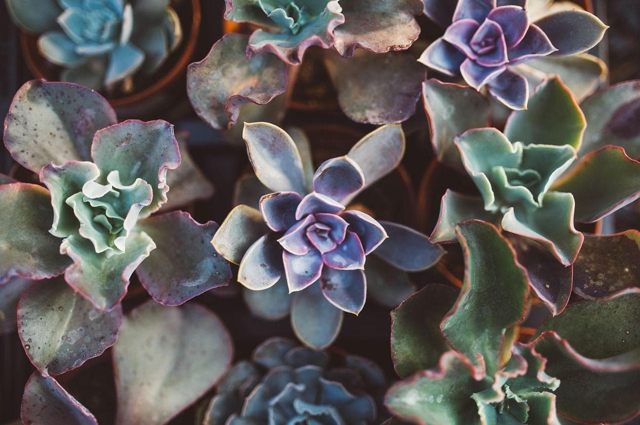 25 Psychedelic Succulents That Will Set Your Garden Apart