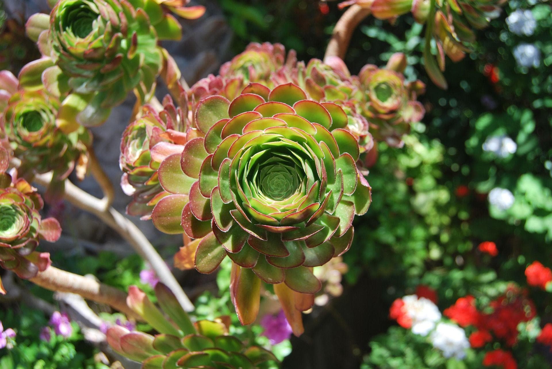 25 Psychedelic Succulents That Will Set Your Garden Apart