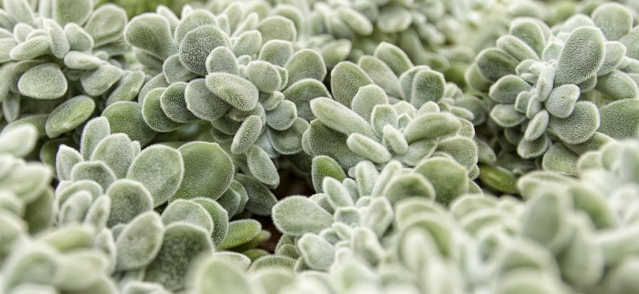 25 Psychedelic Succulents That Will Set Your Garden Apart