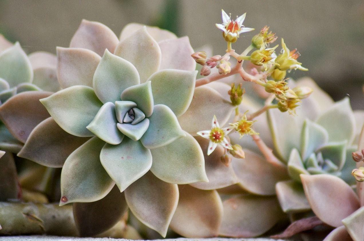 25 Psychedelic Succulents That Will Set Your Garden Apart