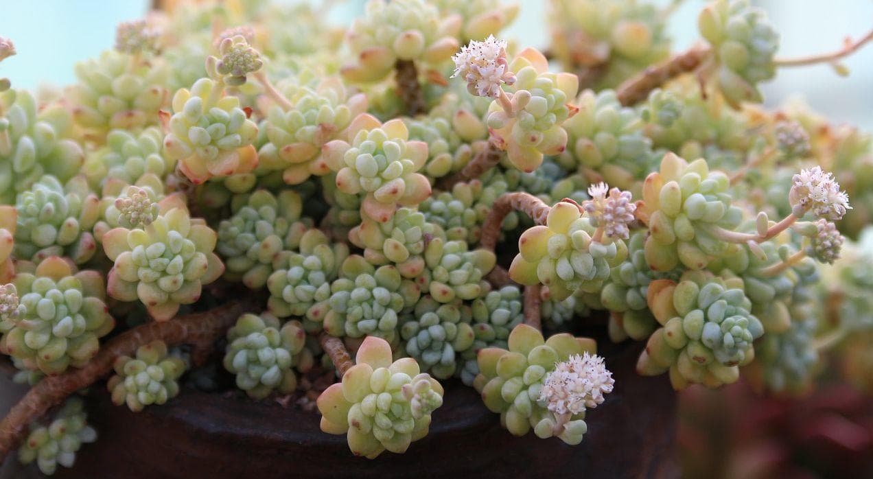 25 Psychedelic Succulents That Will Set Your Garden Apart