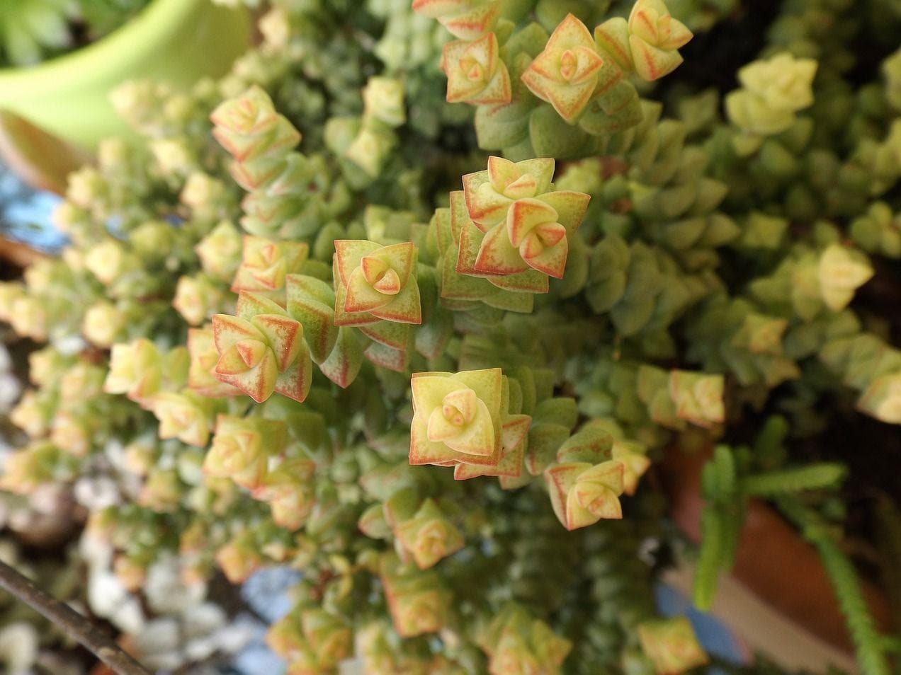 25 Psychedelic Succulents That Will Set Your Garden Apart