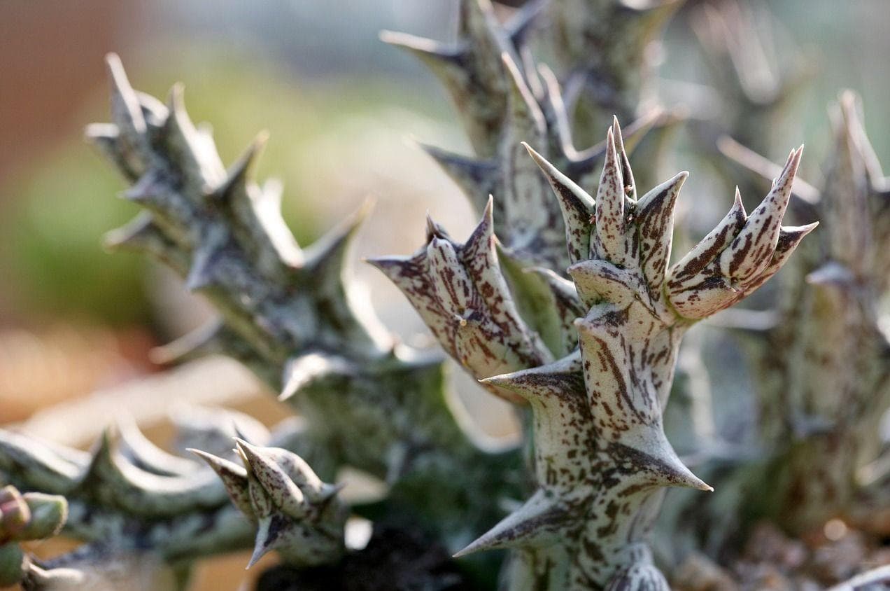 25 Psychedelic Succulents That Will Set Your Garden Apart