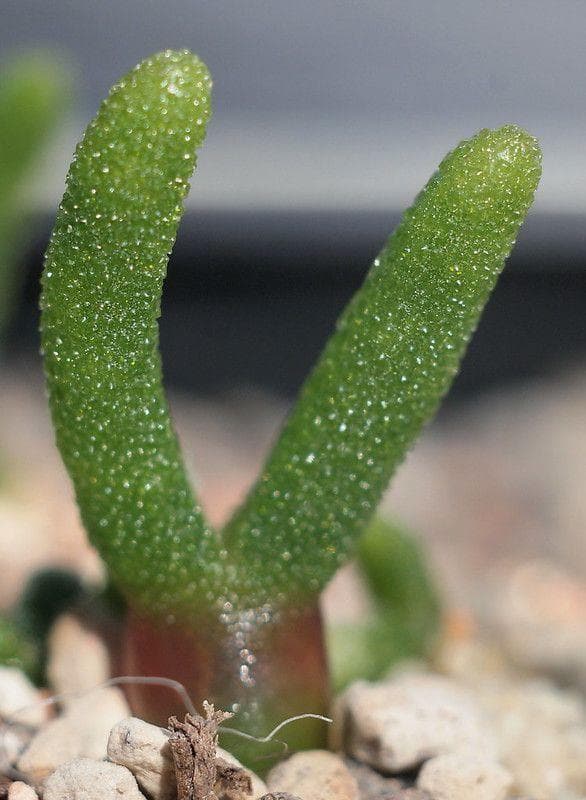 10 Adorable Photos of Bunny Succulents You'll Totally Want to Cuddle