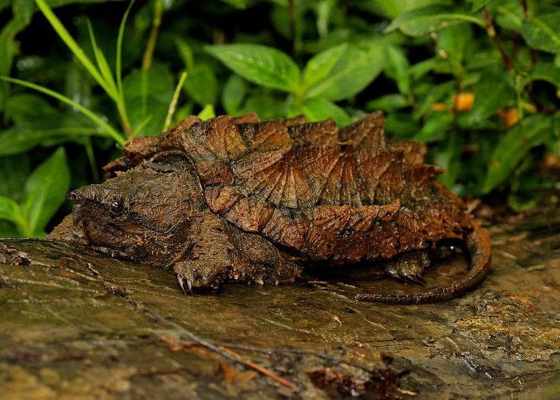 Alligator Snapping Turtles Are Reptilian Nightmares