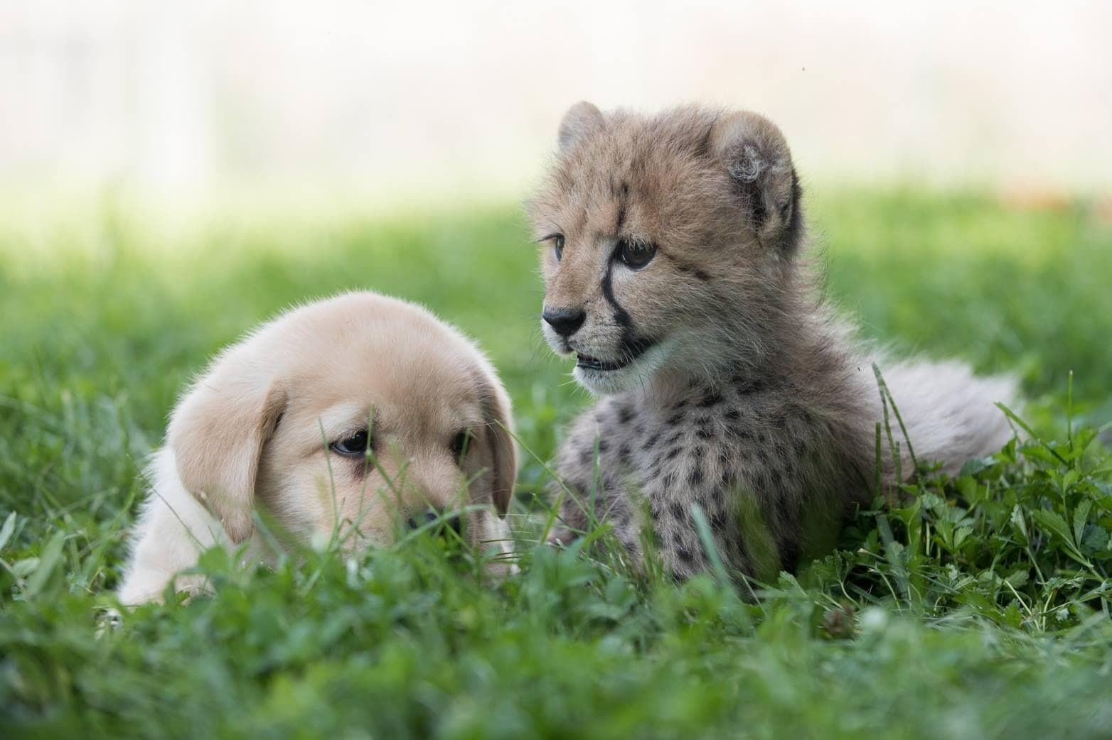 Zoos Often Pair Cheetahs With "Support Dogs" To Help Their Anxiety