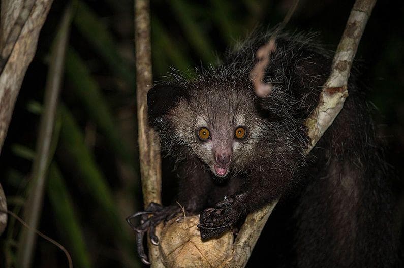 11 Facts About Aye-Ayes, The Creepiest Of All Primates