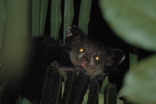 11 Facts About Aye-Ayes, The Creepiest Of All Primates